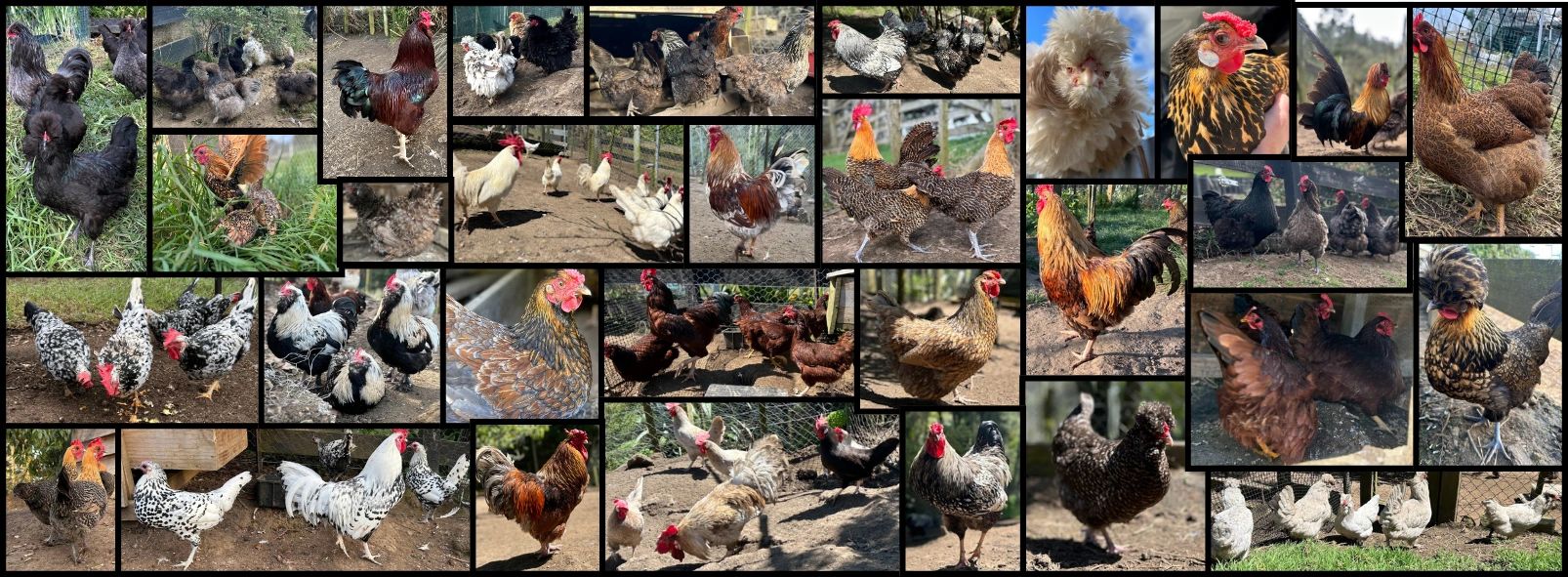 Our Breeds | Chick and Egg